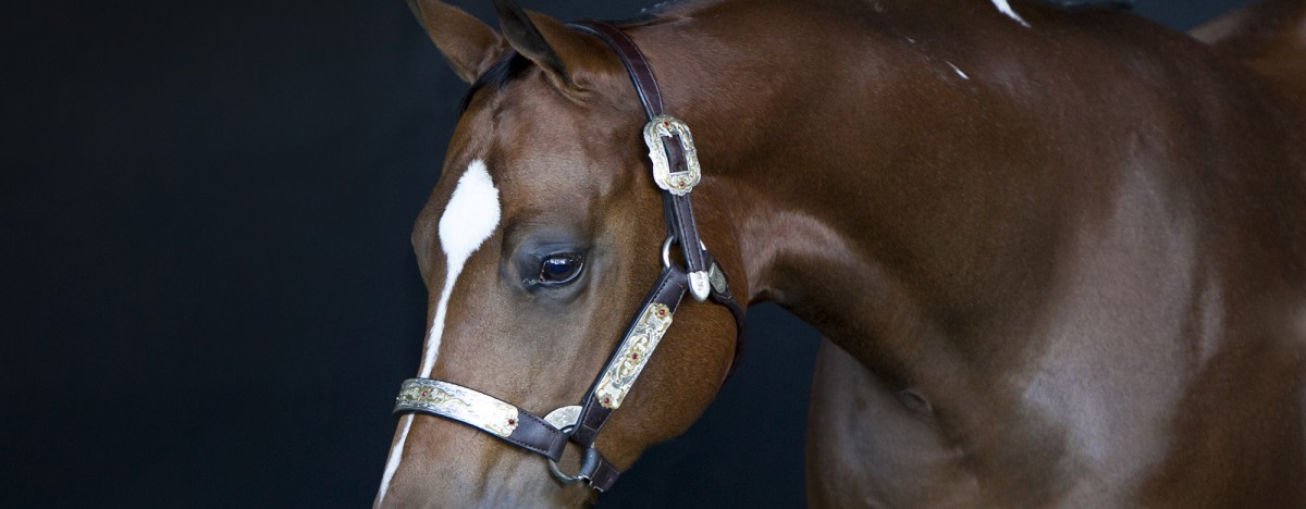 Sonza Paint Horses – Paint Horse Breeders