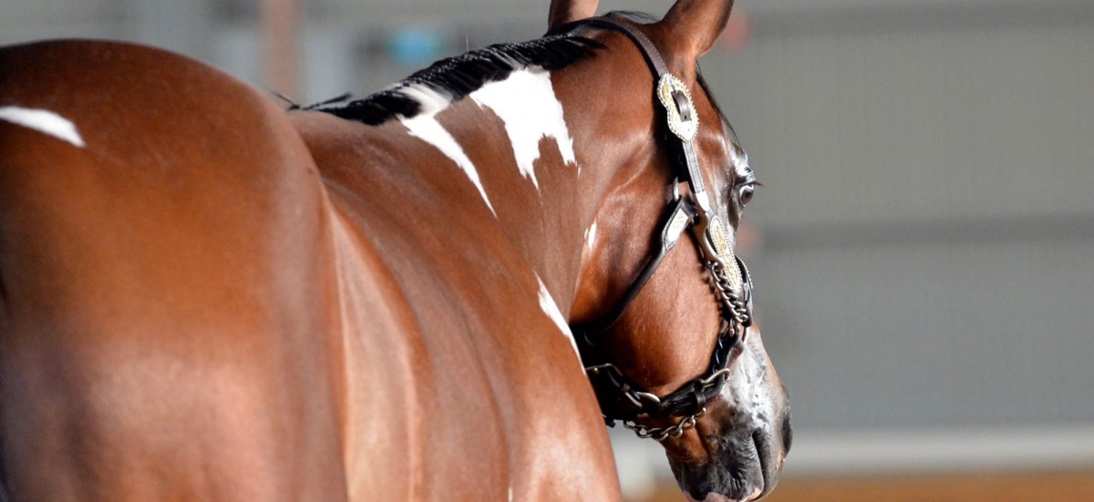Sonza Paint Horses – Paint Horse Breeders